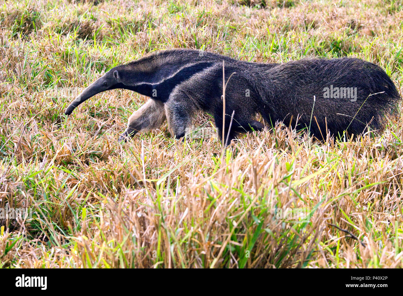 Fazenda tamandua -Fotos und -Bildmaterial in hoher Auflösung – Alamy