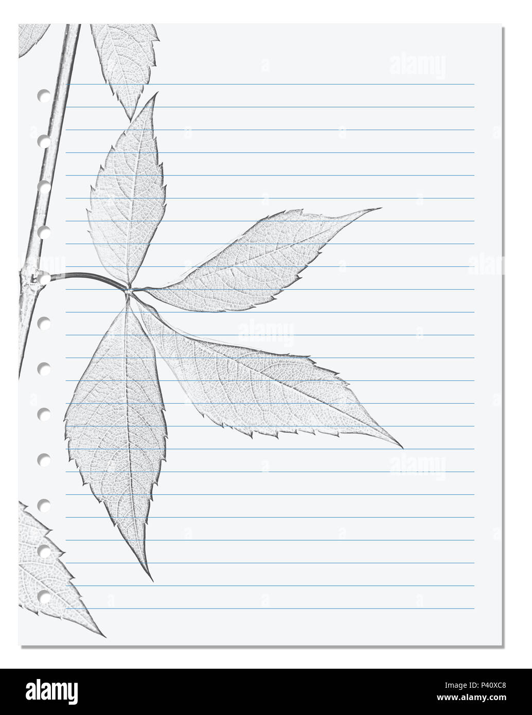 Liniertes blatt Ausgeschnittene Stockfotos und -bilder - Alamy