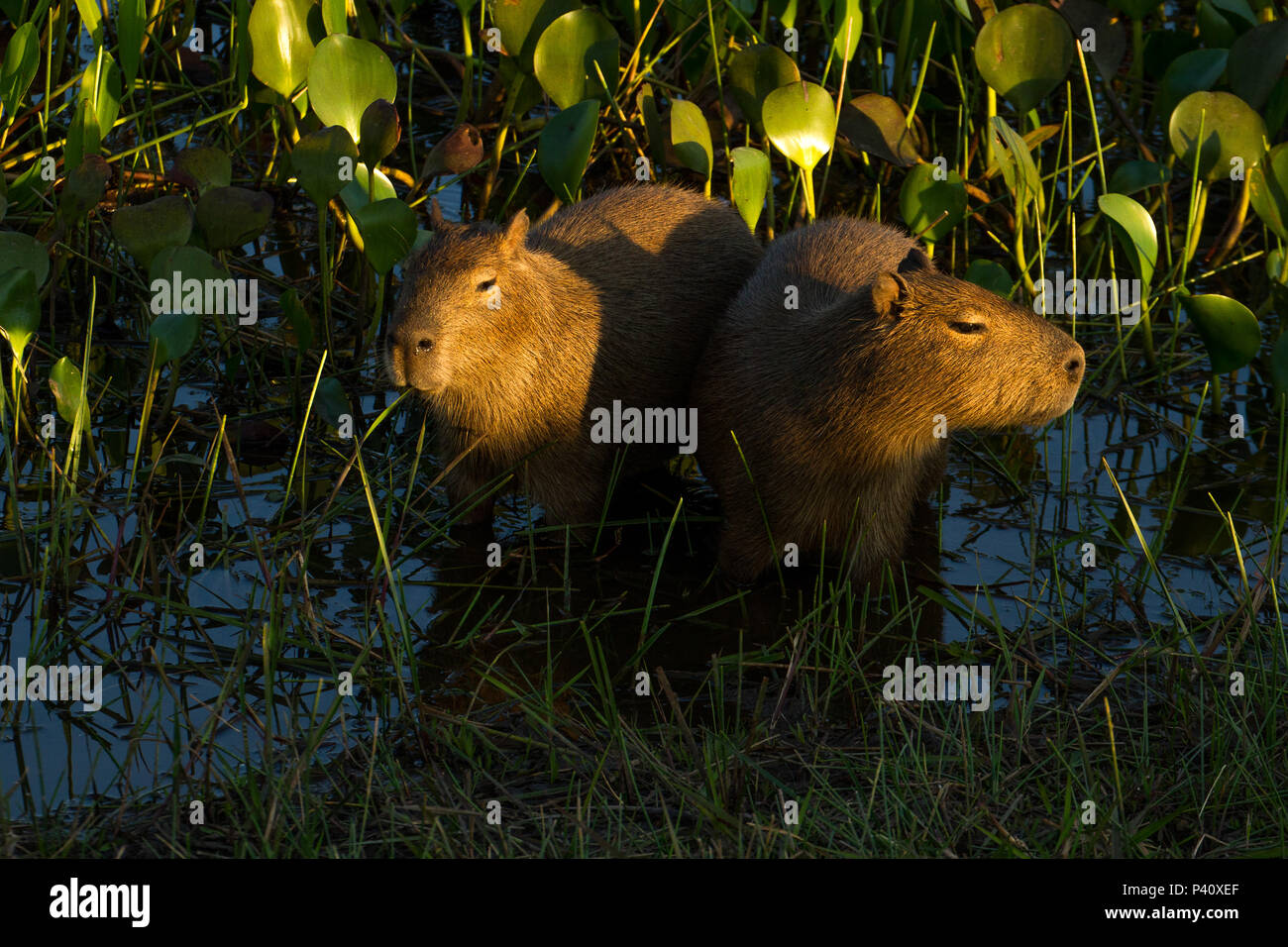 Filhotes de capivara -Fotos und -Bildmaterial in hoher Auflösung – Alamy