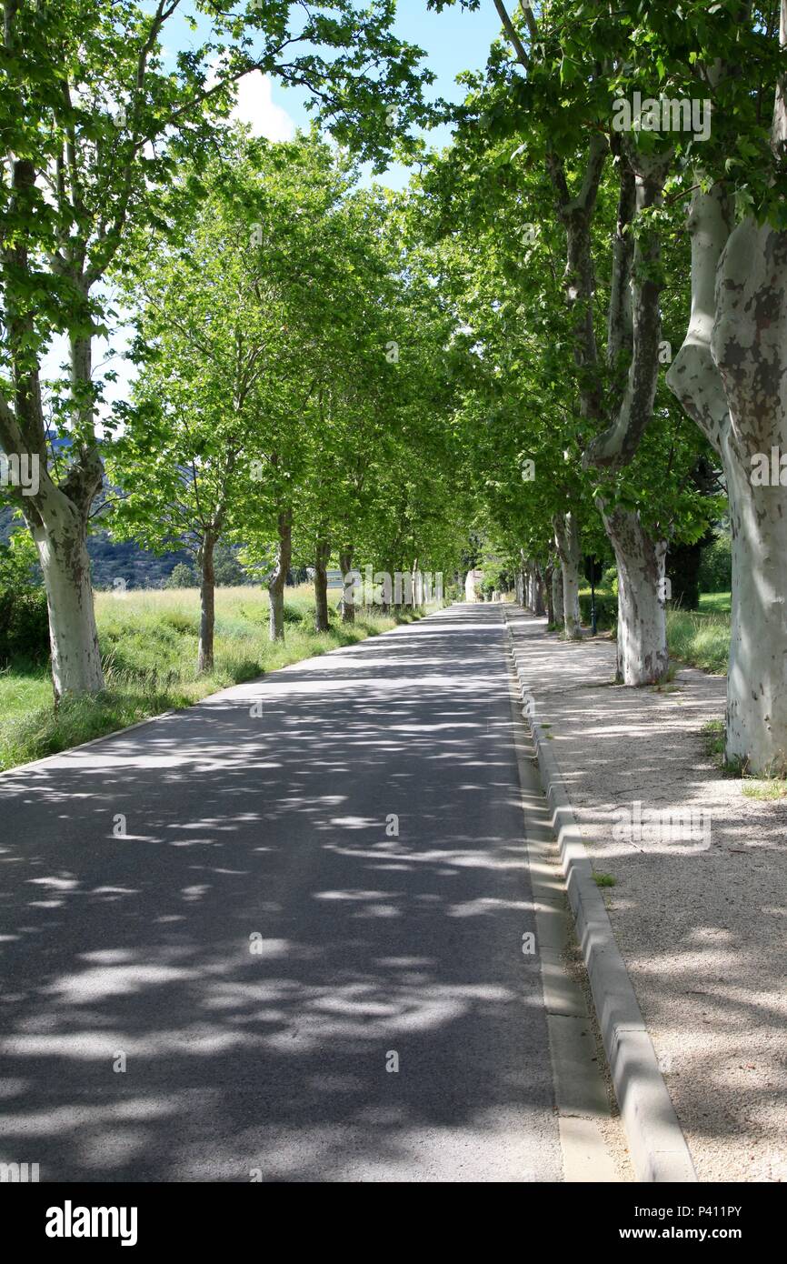 Allee of trees -Fotos und -Bildmaterial in hoher Auflösung – Alamy