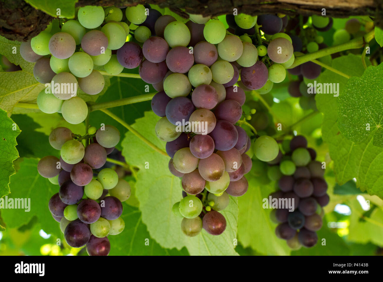 Vale dos vinhedos -Fotos und -Bildmaterial in hoher Auflösung – Alamy