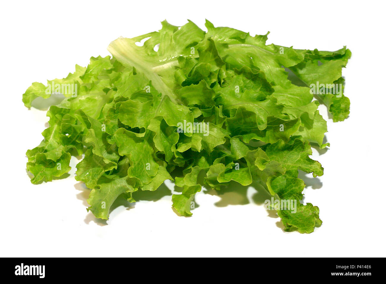 Folha De Alface Uma Folha De Alface Hortaliça Alface Mimosa Uma Folha ...