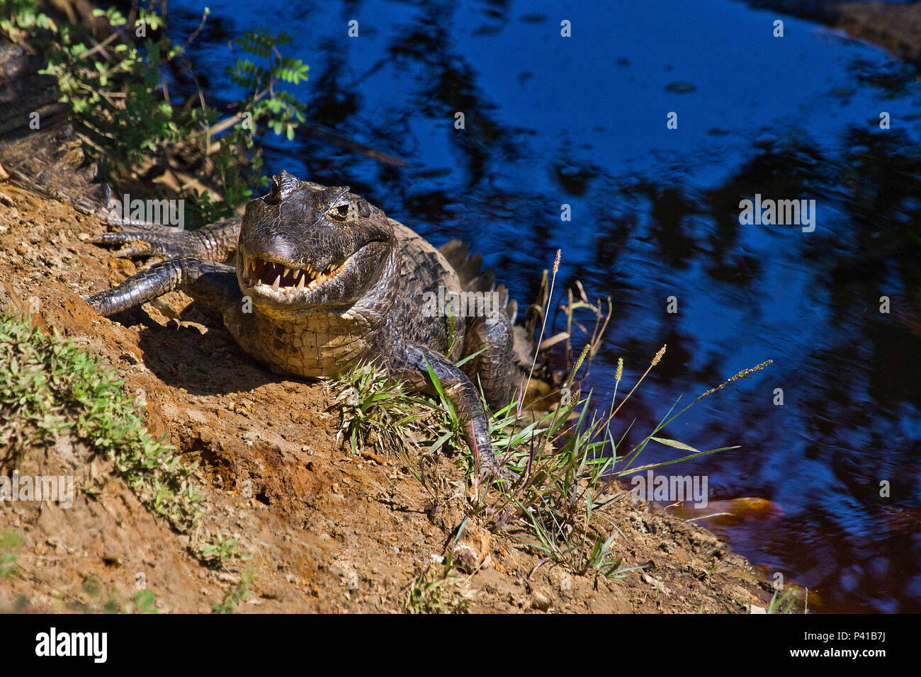 Fazenda do jacare -Fotos und -Bildmaterial in hoher Auflösung – Alamy