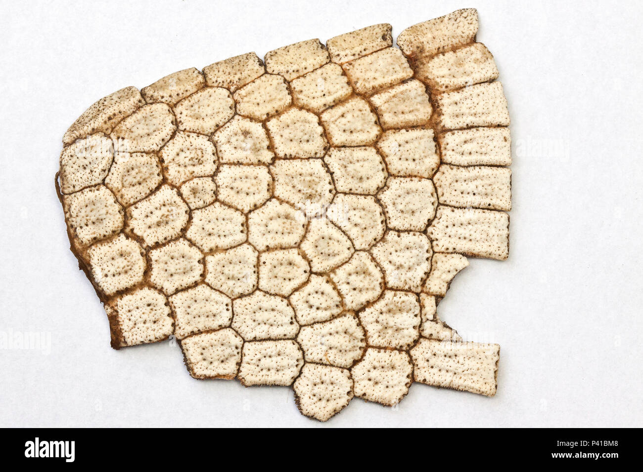 Tatu peba -Fotos und -Bildmaterial in hoher Auflösung – Alamy