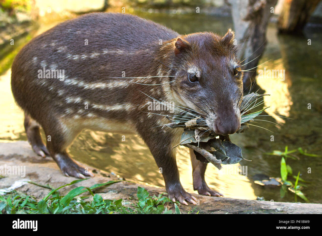 Paca; Agouti Paca; Agouti; Tiere; Pflanzen; Natureza; Paca comendo ...