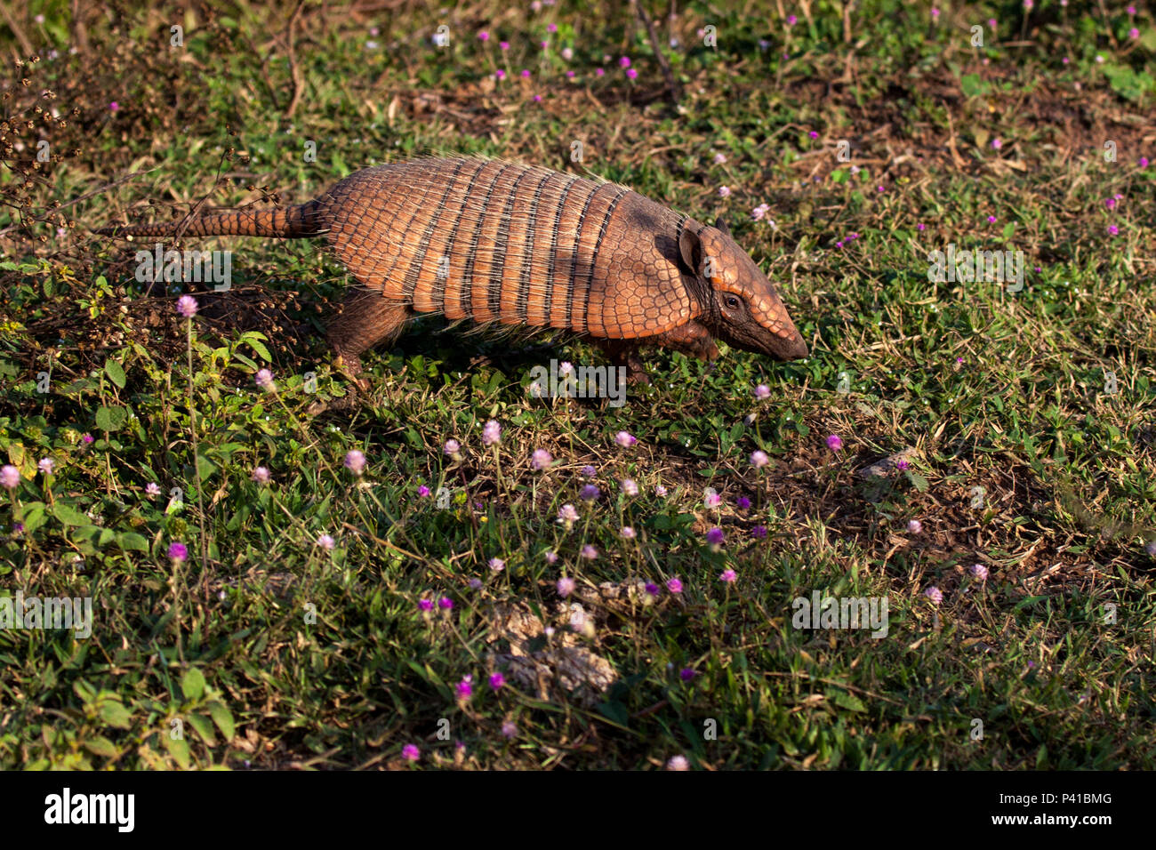 Tatu peba -Fotos und -Bildmaterial in hoher Auflösung – Alamy