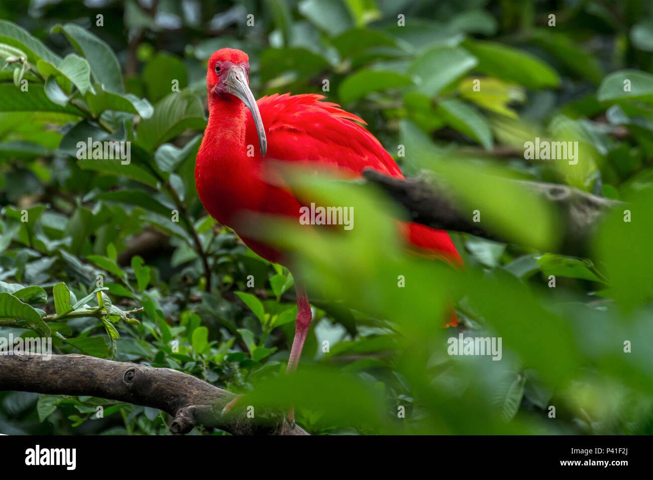 Guara rubro -Fotos und -Bildmaterial in hoher Auflösung – Alamy