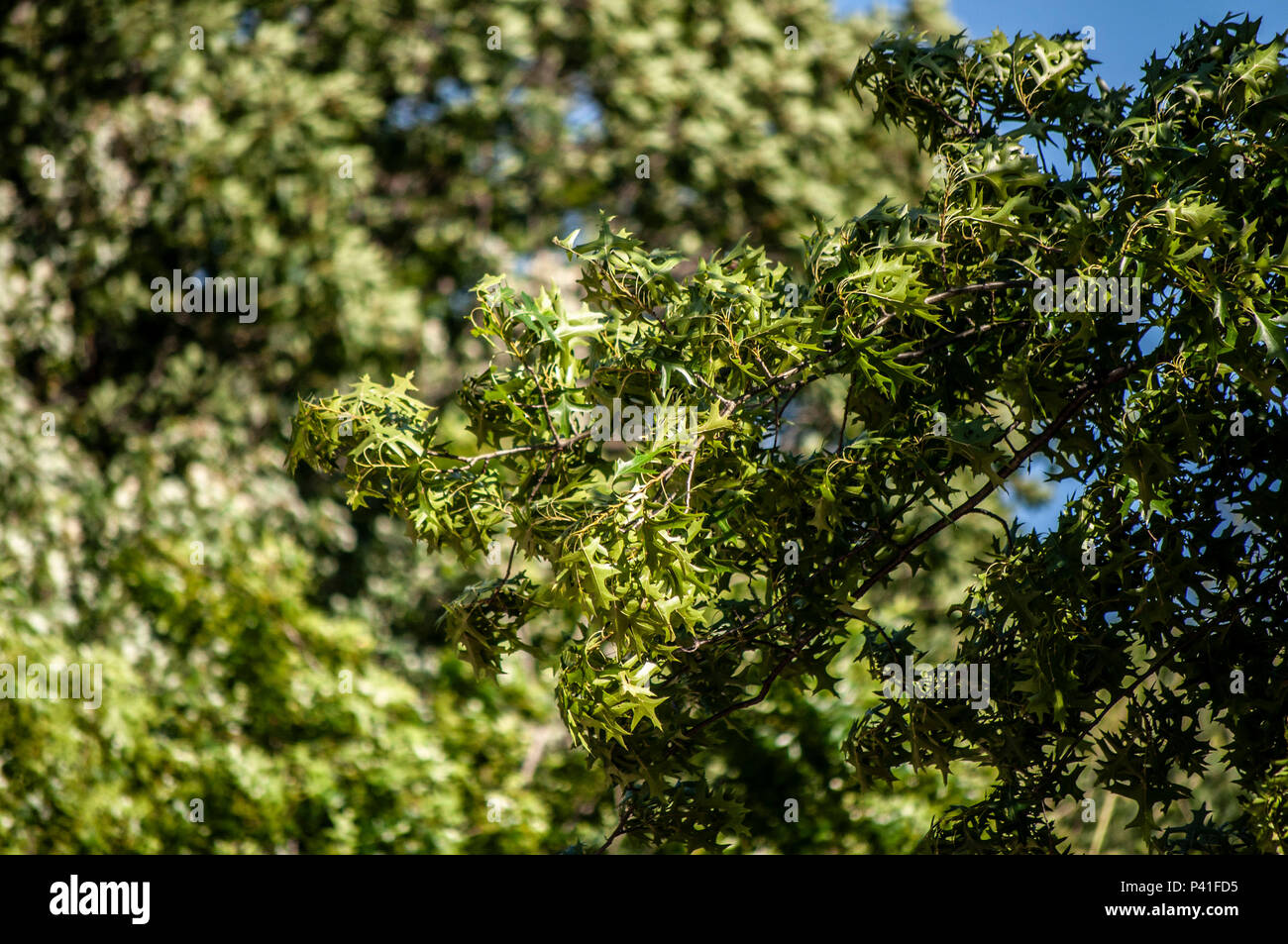 Smithfield insel -Fotos und -Bildmaterial in hoher Auflösung – Alamy
