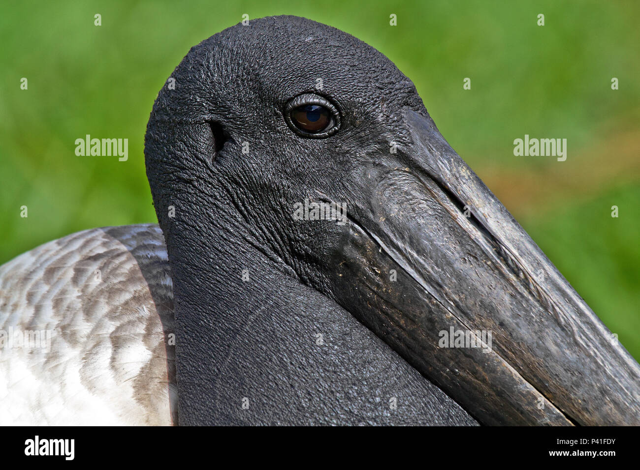 Tuiu quarteleiro -Fotos und -Bildmaterial in hoher Auflösung – Alamy