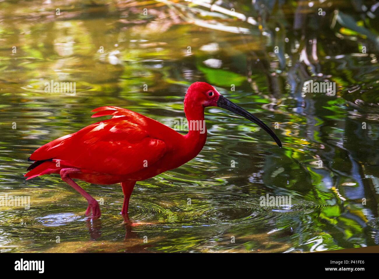 Guara rubro -Fotos und -Bildmaterial in hoher Auflösung – Alamy