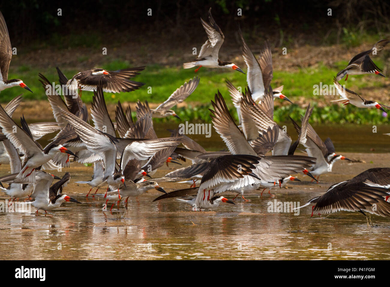 Bico grosso -Fotos und -Bildmaterial in hoher Auflösung – Alamy