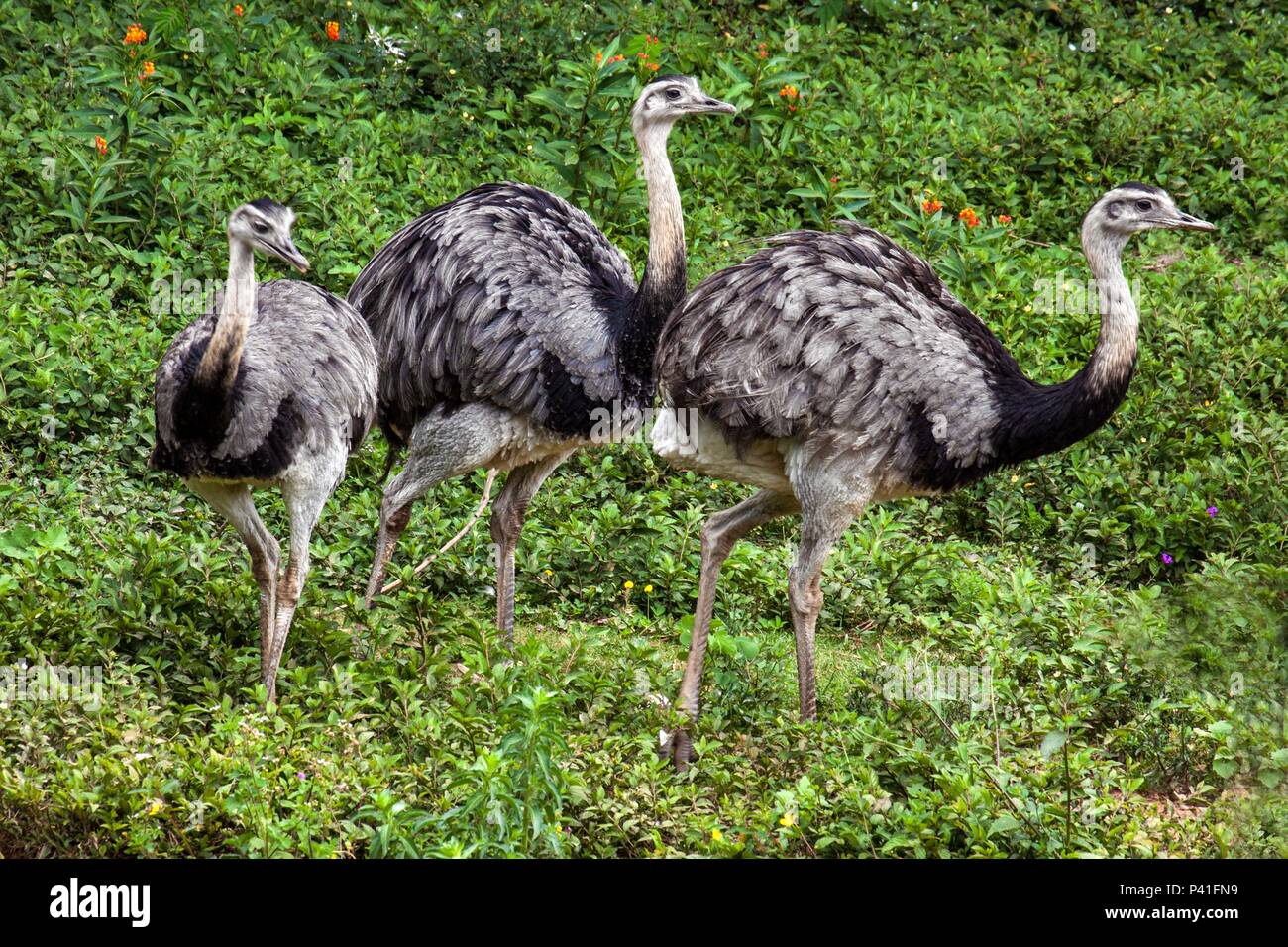 Emas aves Rhea americana Três emas Mehr Rhea onívora Fauna Natureza ...