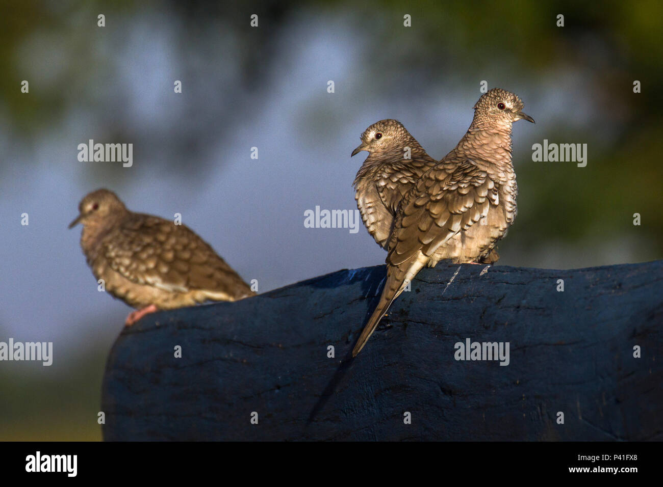 Galinha do mato -Fotos und -Bildmaterial in hoher Auflösung – Alamy