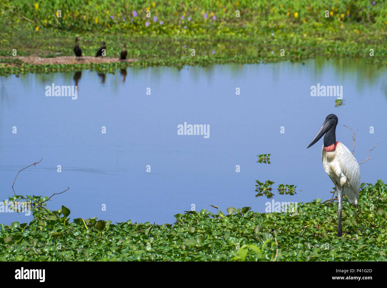 Ave simbolo do pantanal -Fotos und -Bildmaterial in hoher Auflösung – Alamy