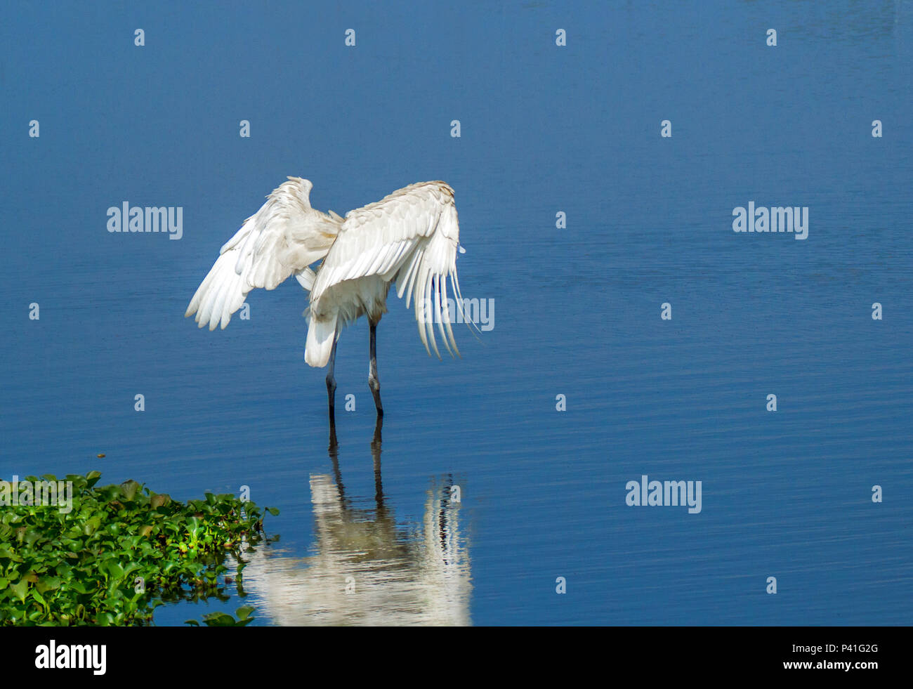 Ave simbolo do pantanal -Fotos und -Bildmaterial in hoher Auflösung – Alamy