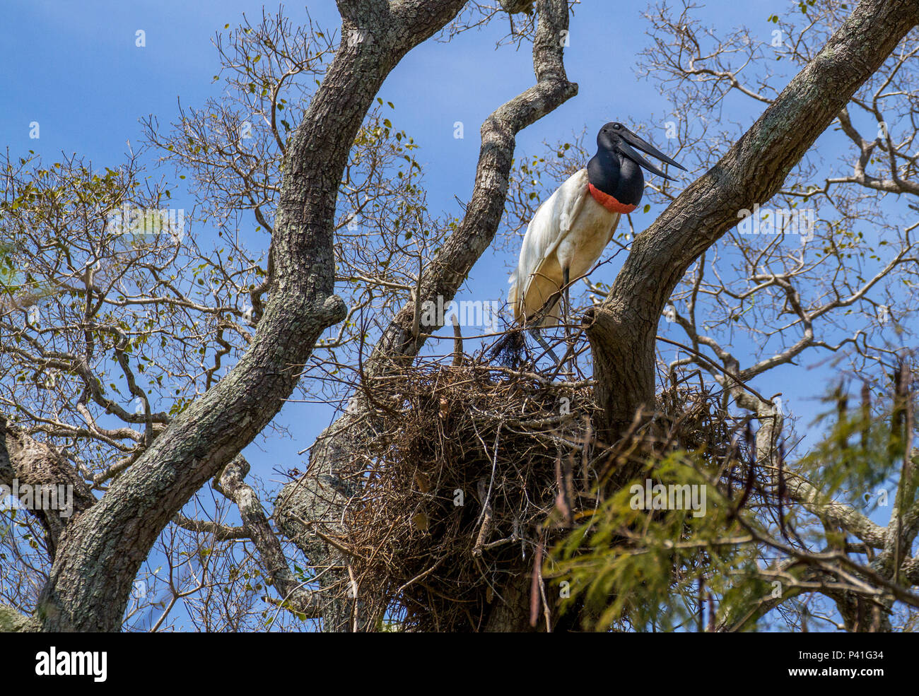 Ave simbolo do pantanal -Fotos und -Bildmaterial in hoher Auflösung – Alamy
