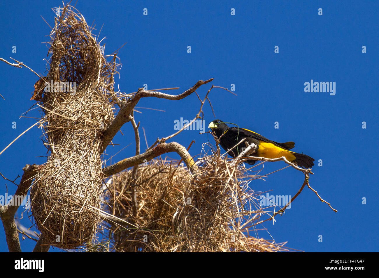 Novo Airão bin Japiim japiim - xexéu japim japuíra João - conguinho ...