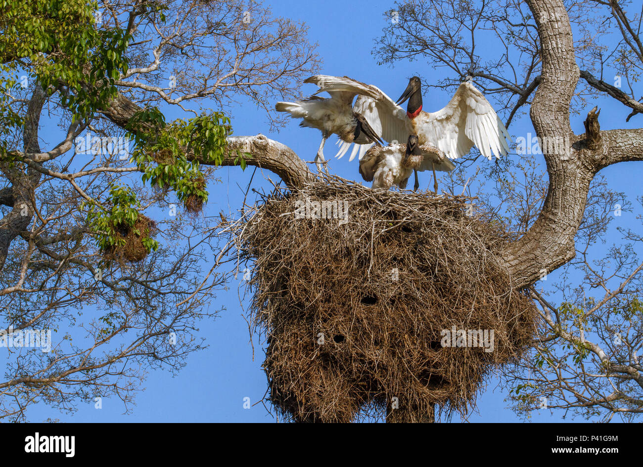 Ave simbolo do pantanal -Fotos und -Bildmaterial in hoher Auflösung – Alamy