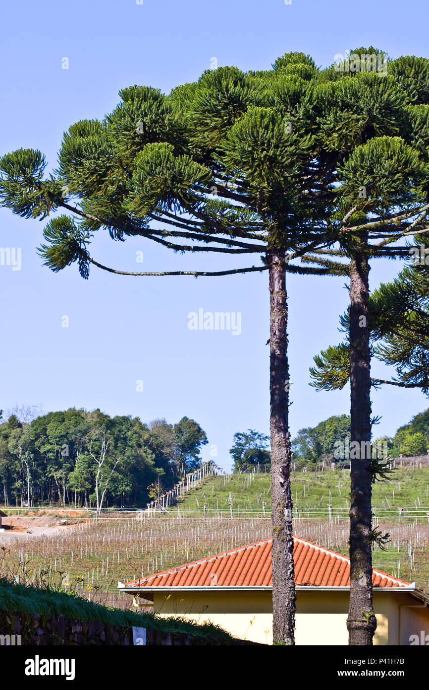 Pinheiro grande -Fotos und -Bildmaterial in hoher Auflösung – Alamy