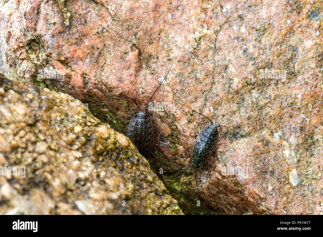 Barata da praia -Fotos und -Bildmaterial in hoher Auflösung – Alamy
