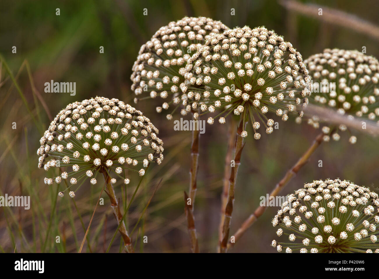 Cerrado flora -Fotos und -Bildmaterial in hoher Auflösung – Alamy
