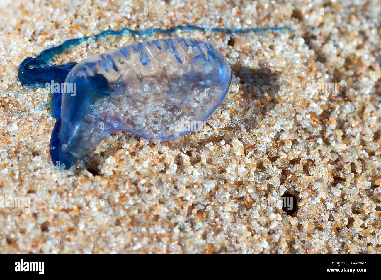 Garrafa azul -Fotos und -Bildmaterial in hoher Auflösung – Alamy