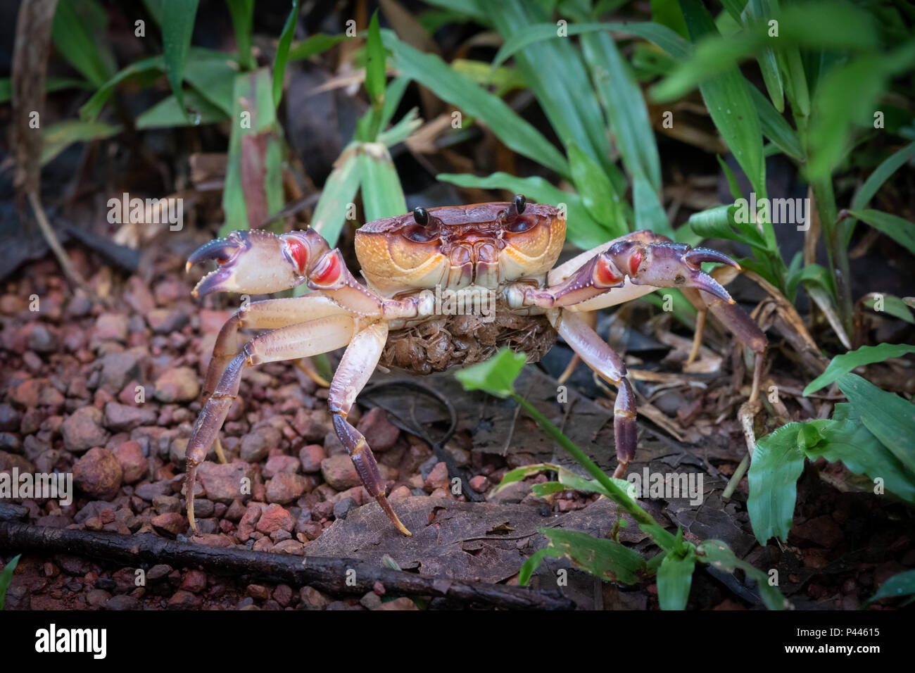 Acht krebstiere -Fotos und -Bildmaterial in hoher Auflösung – Alamy