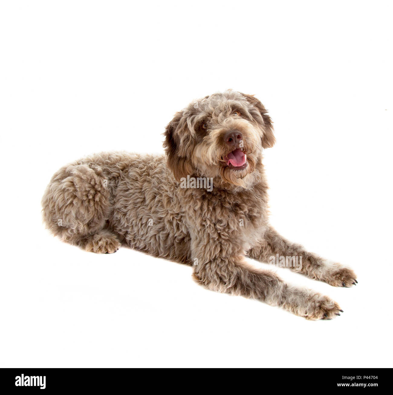 Lagotto romagnolo gundog water dog -Fotos und -Bildmaterial in hoher ...