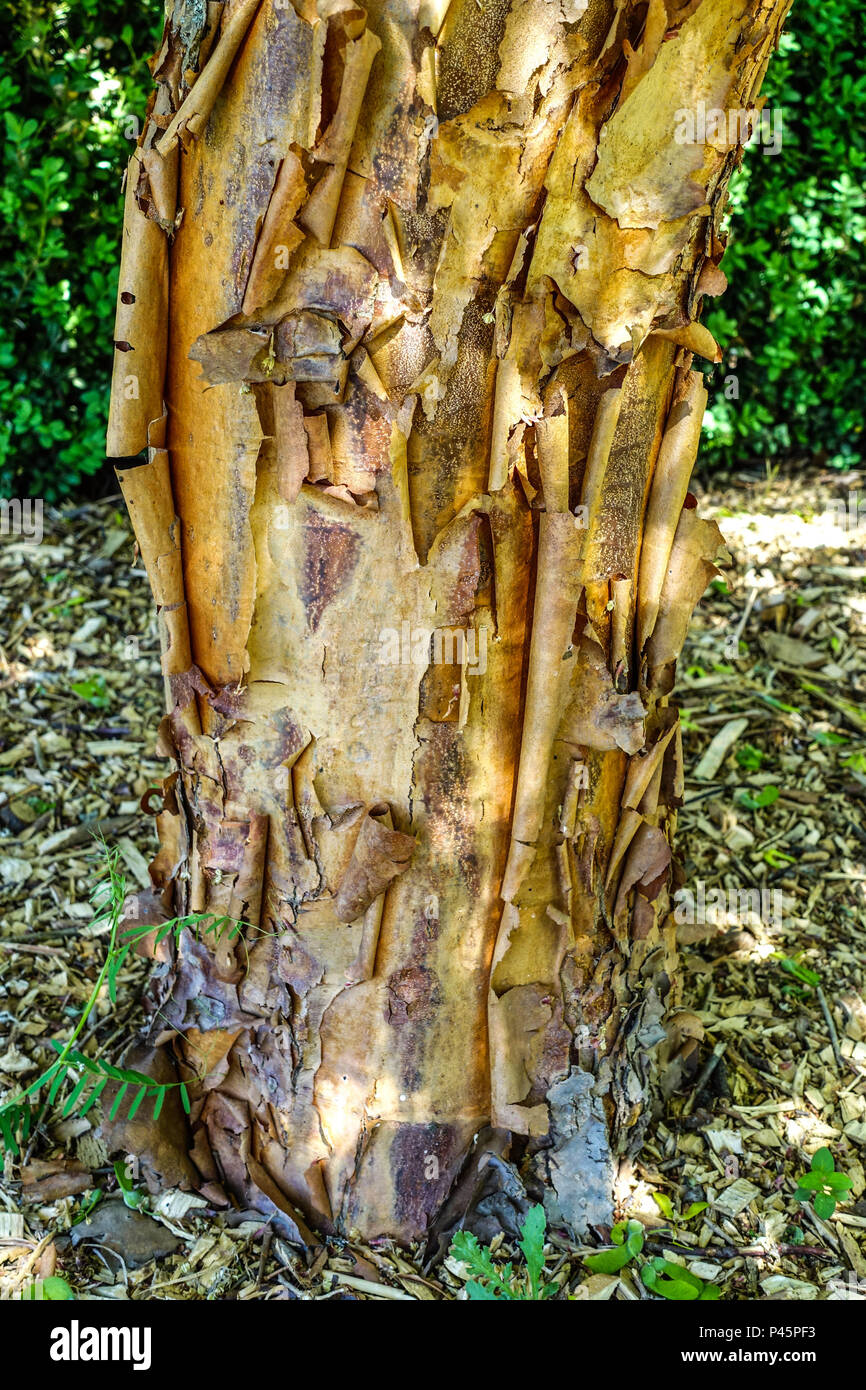 Ahorn Rinde Stockfotos und -bilder Kaufen - Alamy