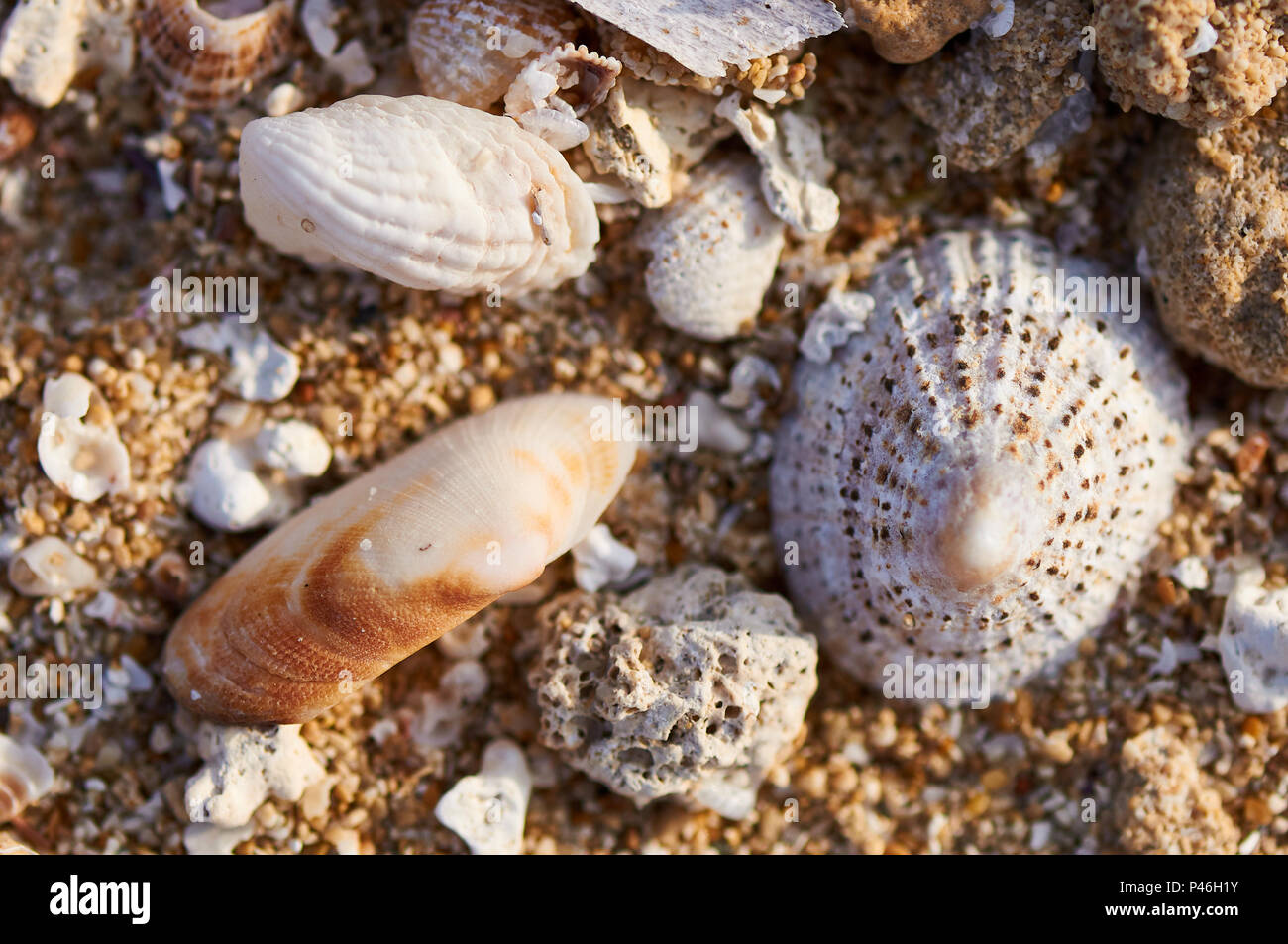 Makro Detail einer Vielzahl von Muscheln (limpet und Muscheln) und ...