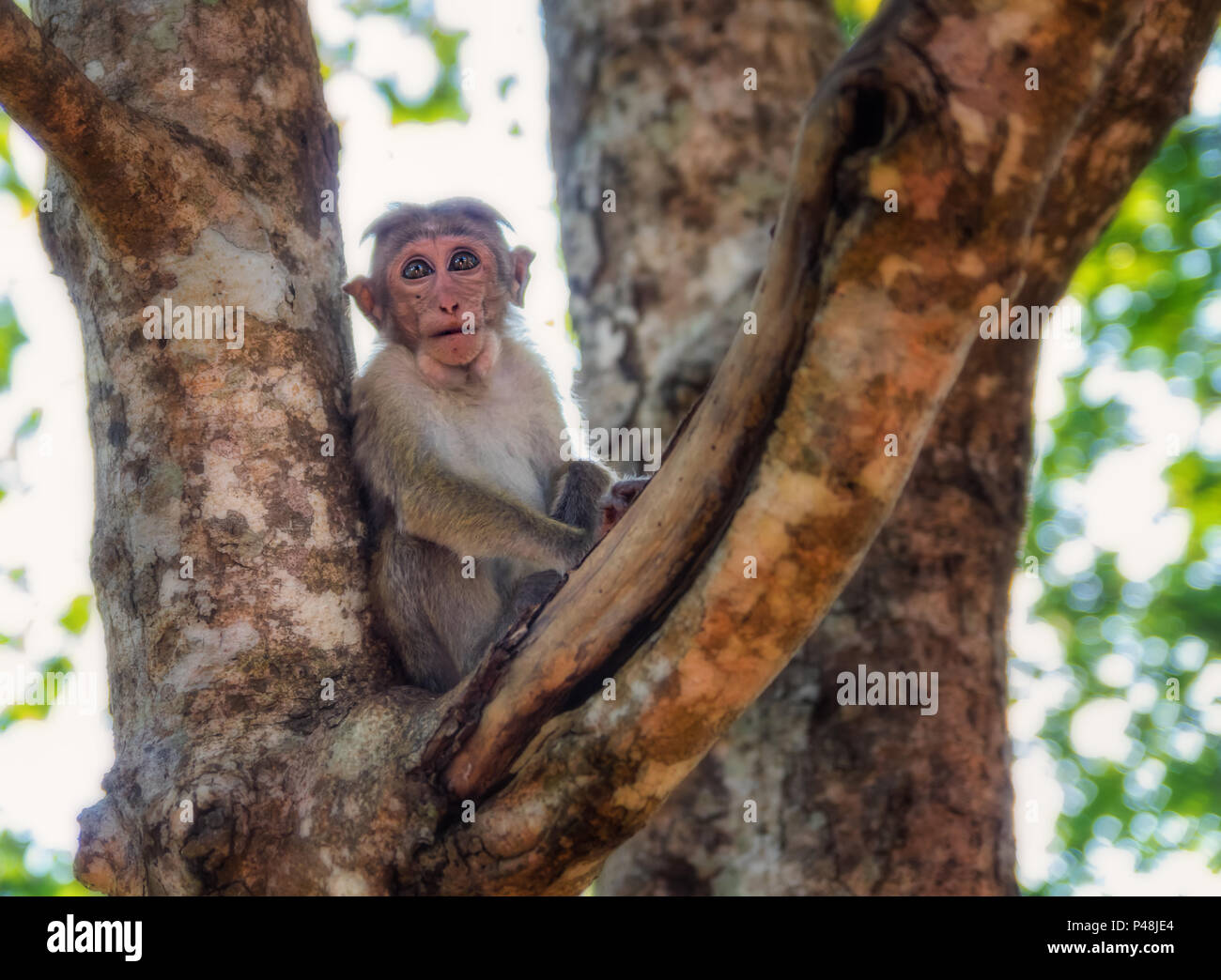 Ein Affe in einem Baum in der Nähe von Rock des Löwen im Sigiriya, Sri ...