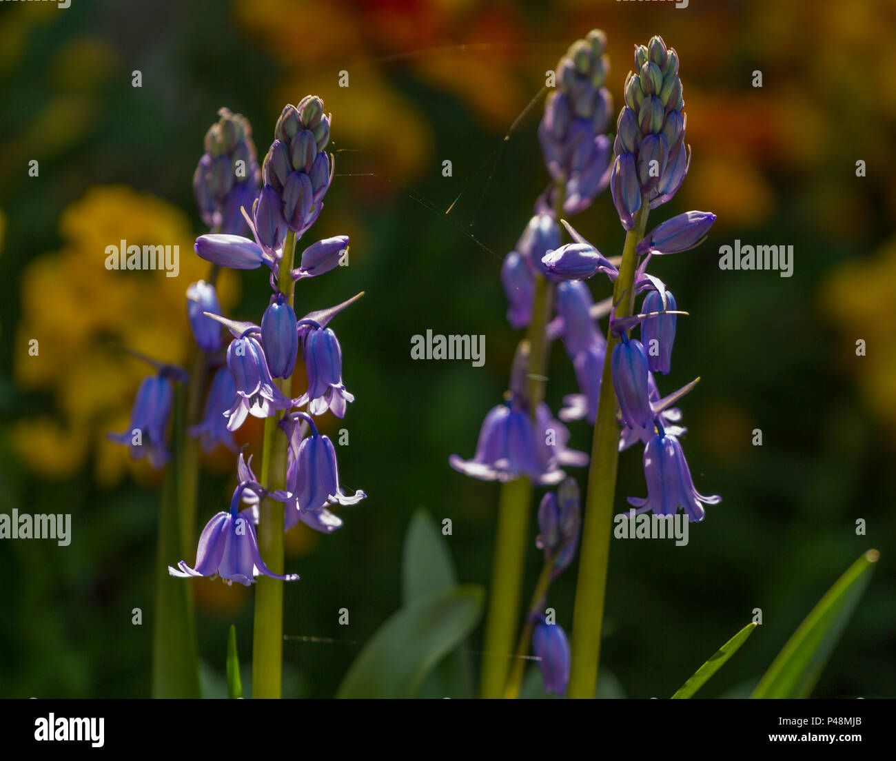 Flora y fauna de primavera -Fotos und -Bildmaterial in hoher Auflösung – Alamy