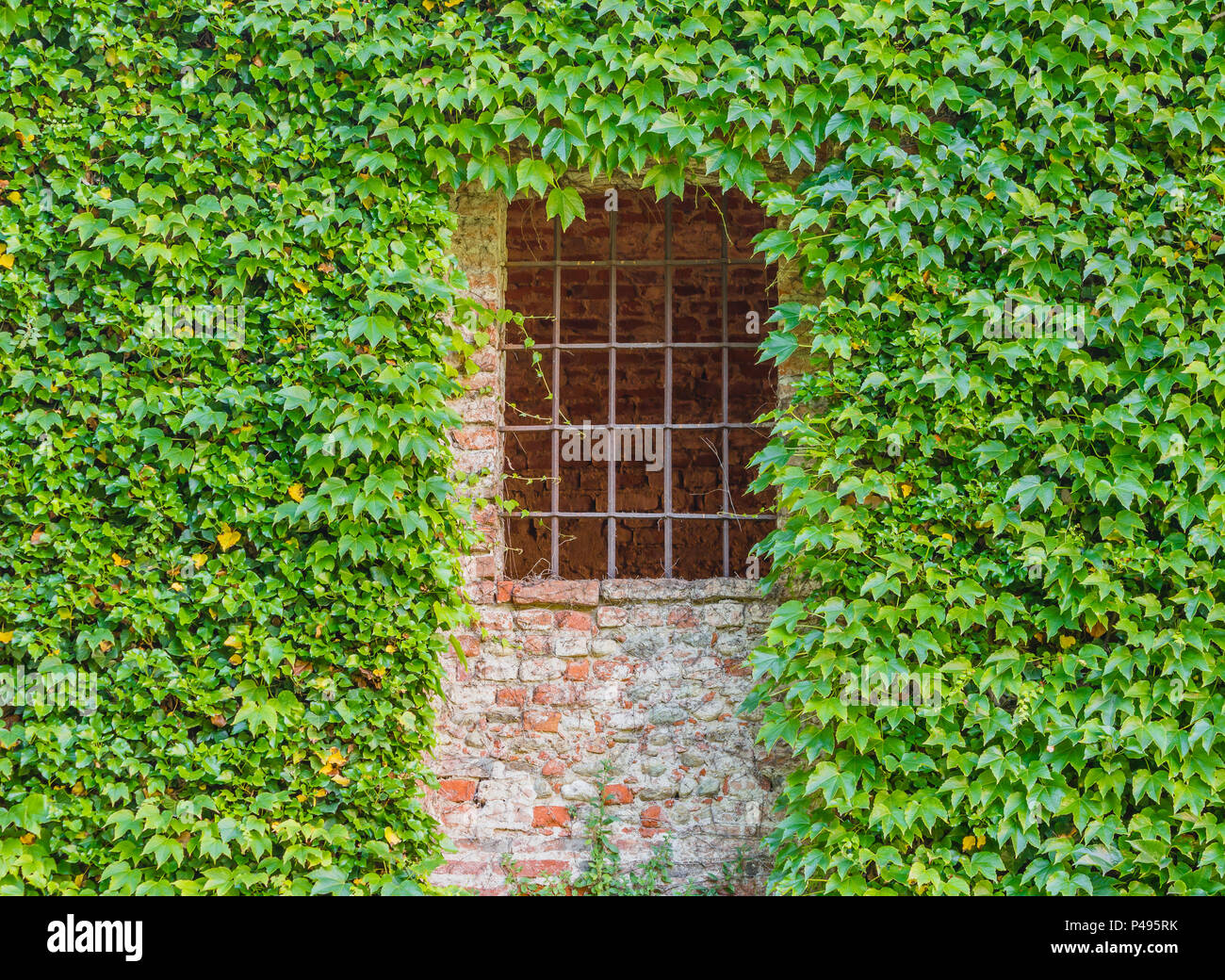 Fenster mit einem Gitter einer Burg in eine Mauer mit Efeu/Fenster ...