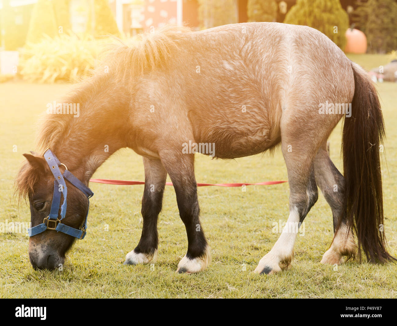 Mini shetland pony brauner -Fotos und -Bildmaterial in hoher Auflösung ...