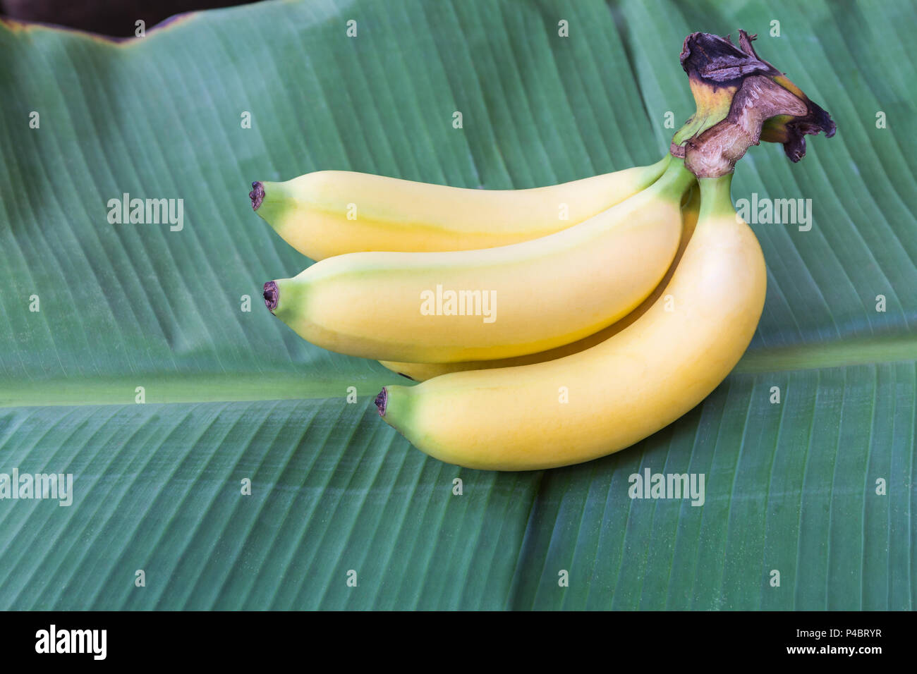 Cavendish Banane Stockfotos und -bilder Kaufen - Alamy