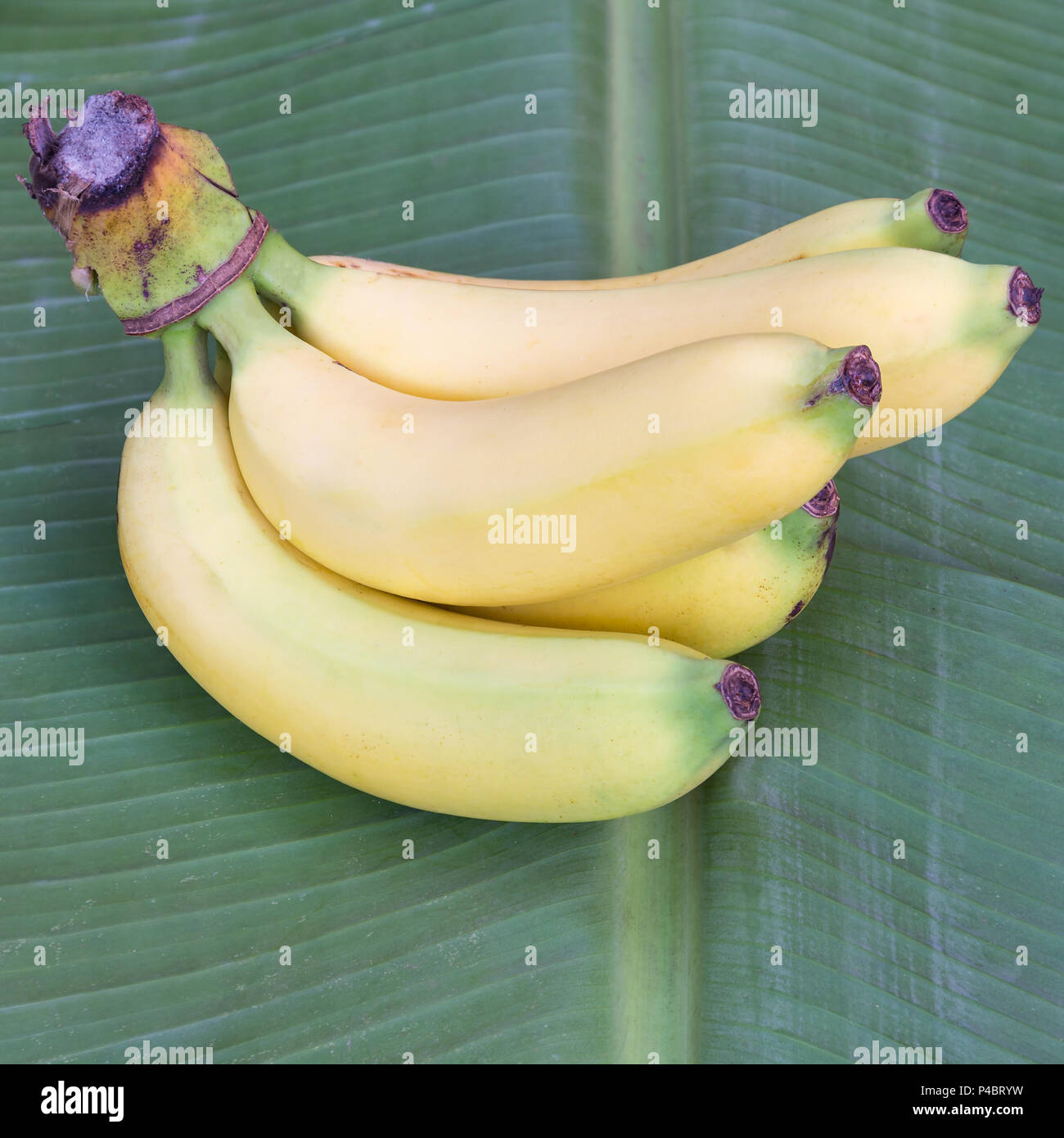 Cavendish Banane Stockfotos und -bilder Kaufen - Alamy