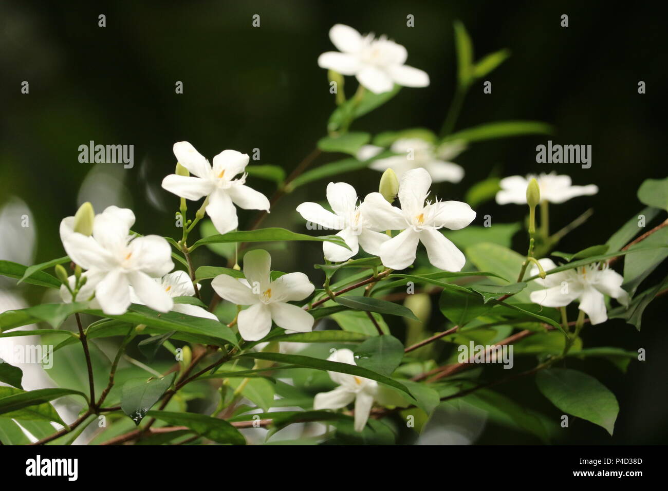Sri lanka blumen -Fotos und -Bildmaterial in hoher Auflösung – Alamy