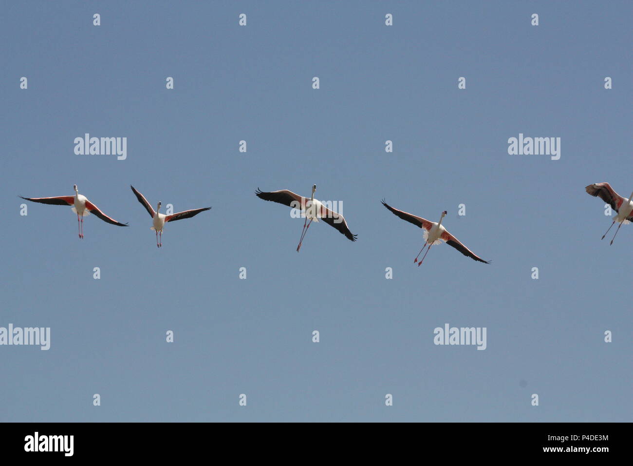 Schuss aus dem flug -Fotos und -Bildmaterial in hoher Auflösung – Alamy