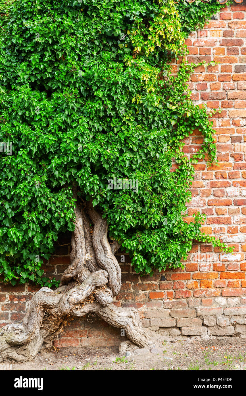 Efeu Ranke Stockfotos und -bilder Kaufen - Alamy