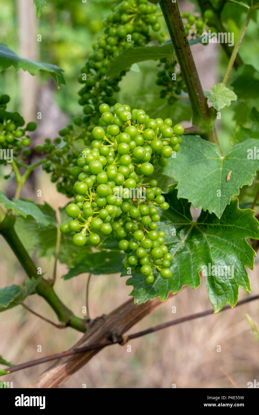 Alte reben sommer -Fotos und -Bildmaterial in hoher Auflösung – Alamy
