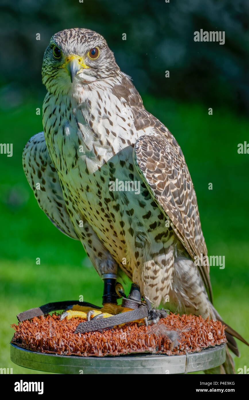 Eine Gyrfalcon (Falco rusticolus) in einer Falknerei. Es ist die größte ...