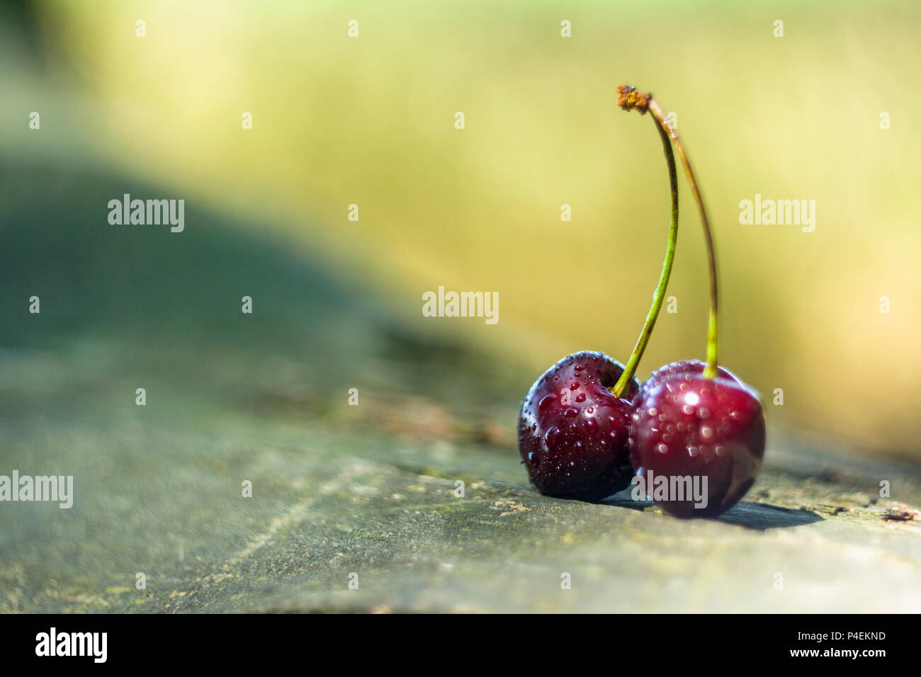 Prunus avium bird -Fotos und -Bildmaterial in hoher Auflösung – Alamy