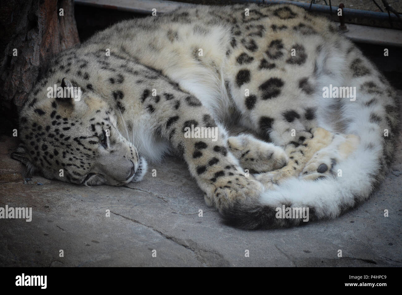 Snow leopard sleeping -Fotos und -Bildmaterial in hoher Auflösung – Alamy