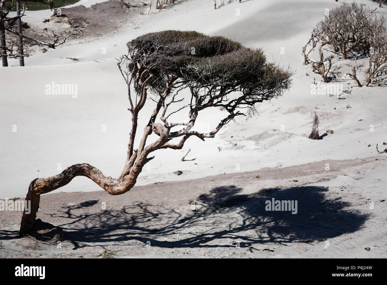 Wind gebogener baum -Fotos und -Bildmaterial in hoher Auflösung – Alamy