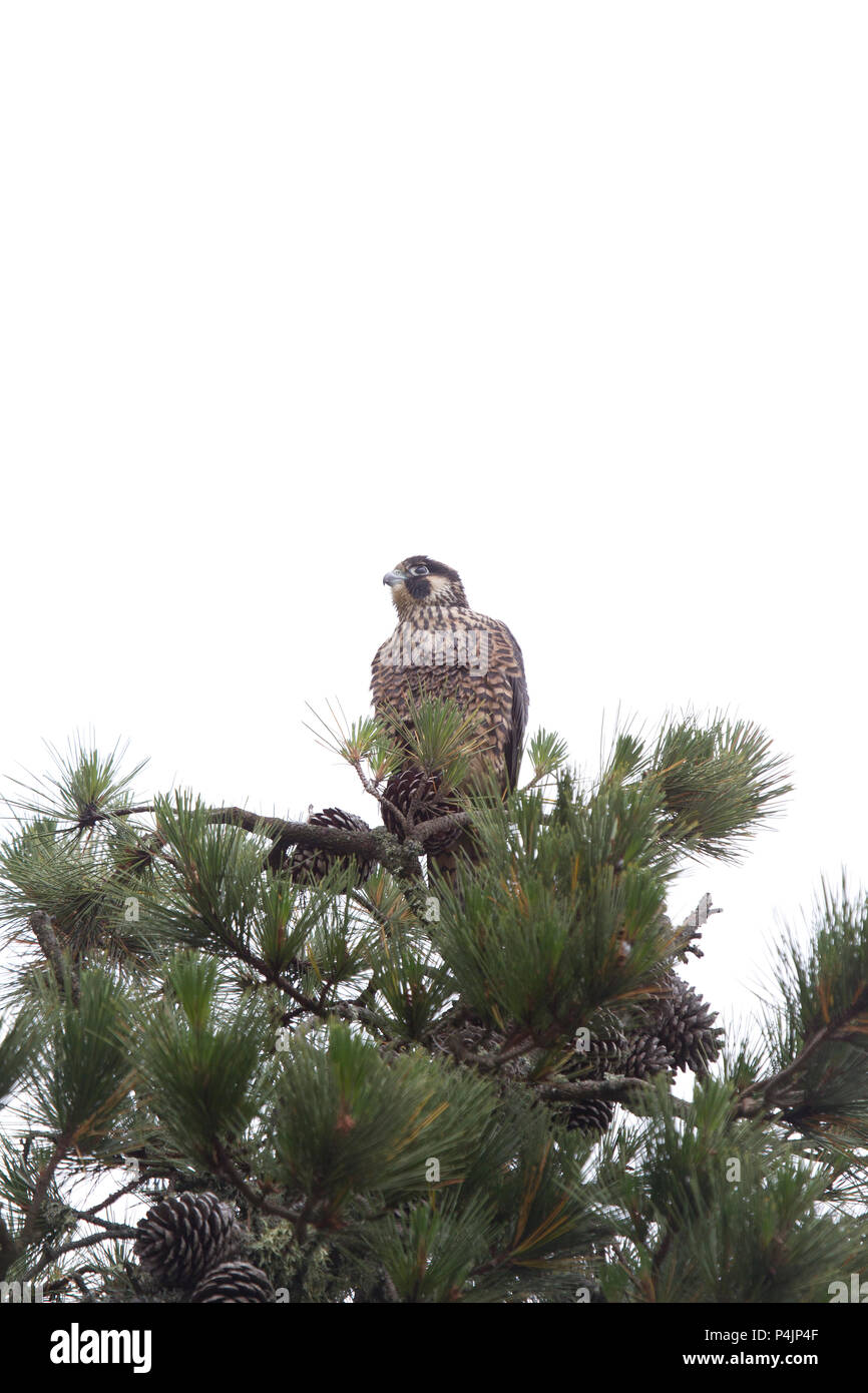 Wanderfalke auf baum -Fotos und -Bildmaterial in hoher Auflösung – Alamy