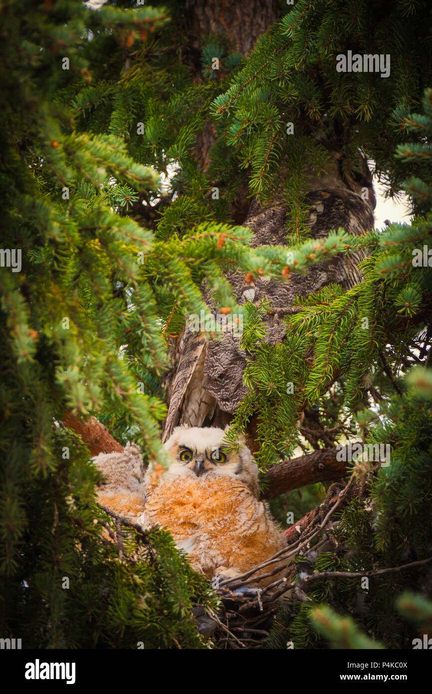 Baby eulen im baum -Fotos und -Bildmaterial in hoher Auflösung – Alamy