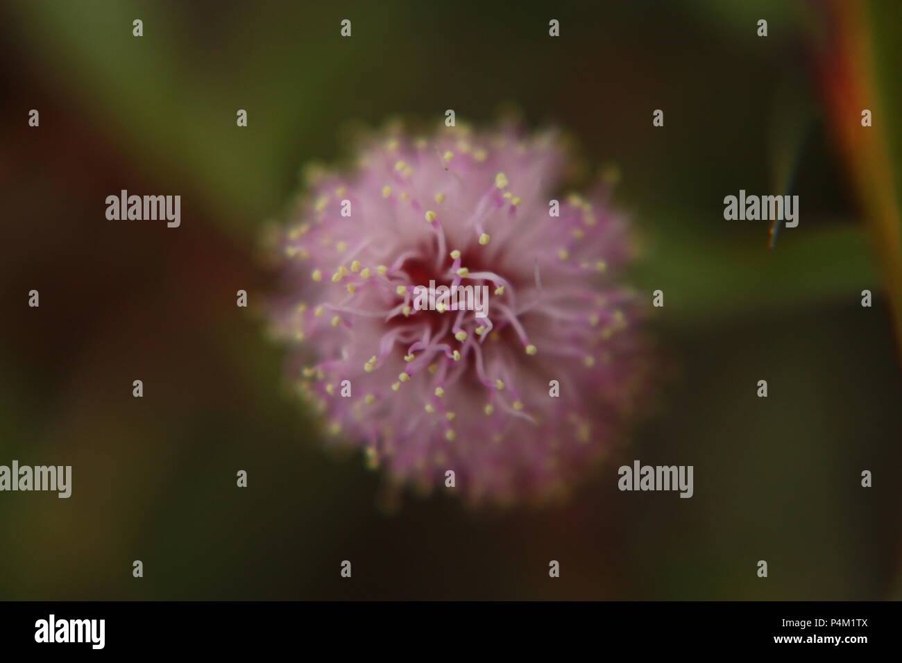 M pudica -Fotos und -Bildmaterial in hoher Auflösung – Alamy