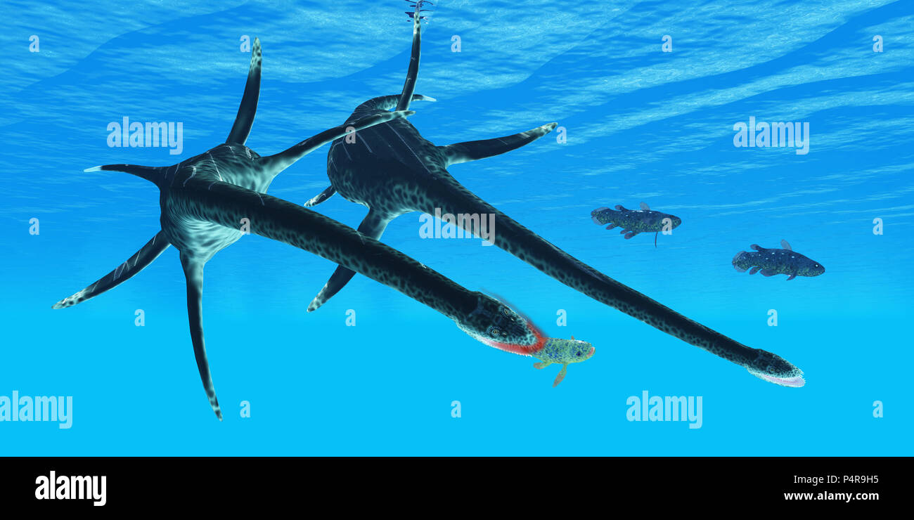 Quastenflosser quastenflosser -Fotos und -Bildmaterial in hoher ...