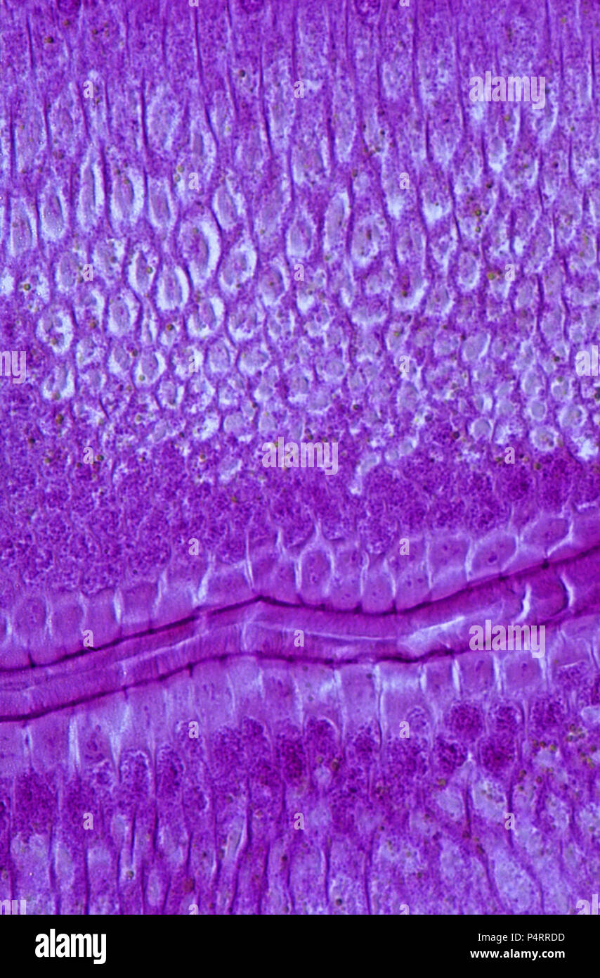 Epithelial cells -Fotos und -Bildmaterial in hoher Auflösung – Alamy