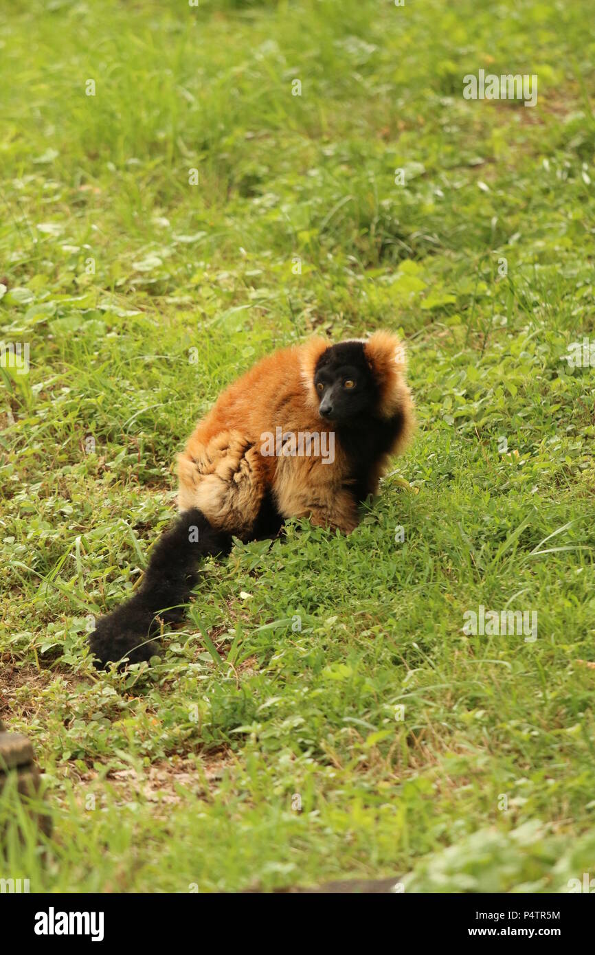 Schwarzer affe orange -Fotos und -Bildmaterial in hoher Auflösung – Alamy